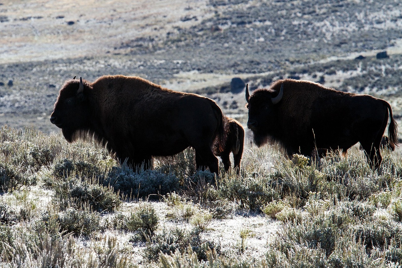 7,000+ Free American Buffalo & Buffalo Photos - Pixabay
