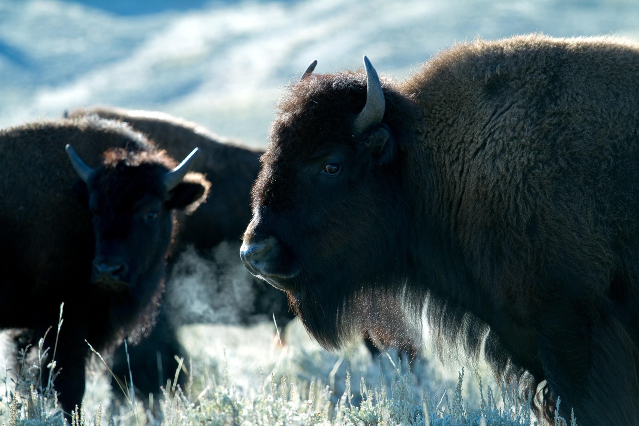 10,000+ Free American Buffalo & Buffalo Images - Pixabay