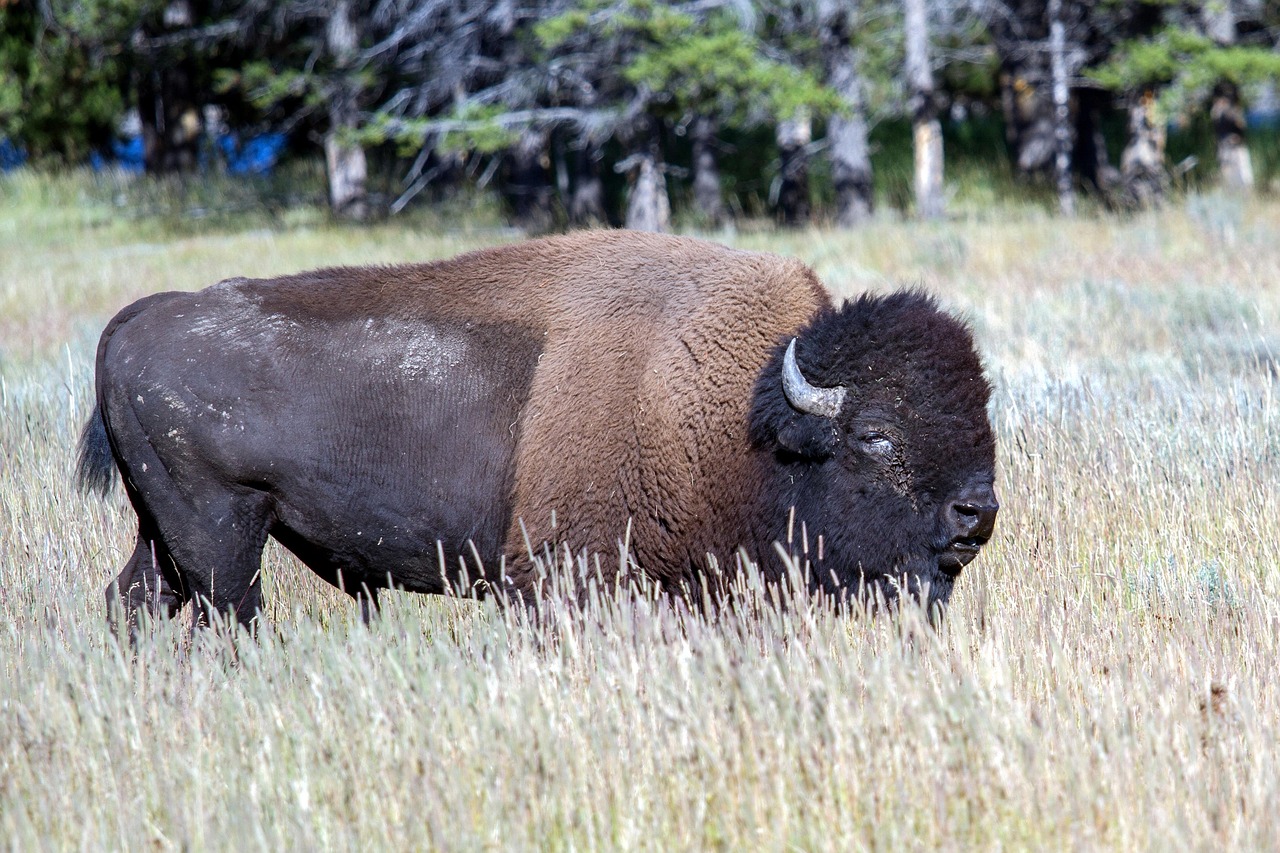 10,000+ Free American Bison & Bison Images - Pixabay