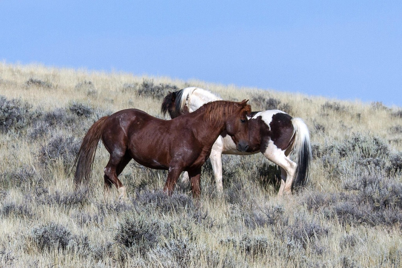 Wild Horses Mustangs - Free photo on Pixabay - Pixabay