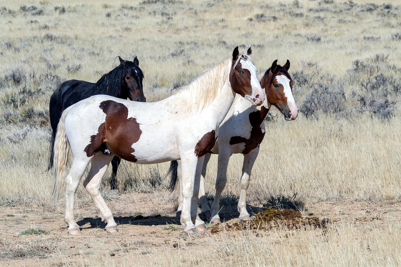 Plus de 100 000 images de Chevaux Sauvages et de Nature - Pixabay