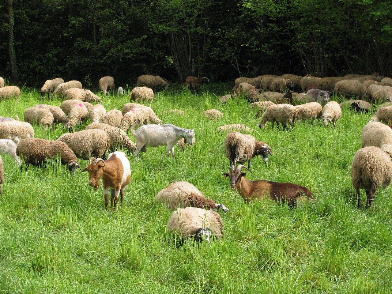 Sheep Goat Camp - Free photo on Pixabay - Pixabay
