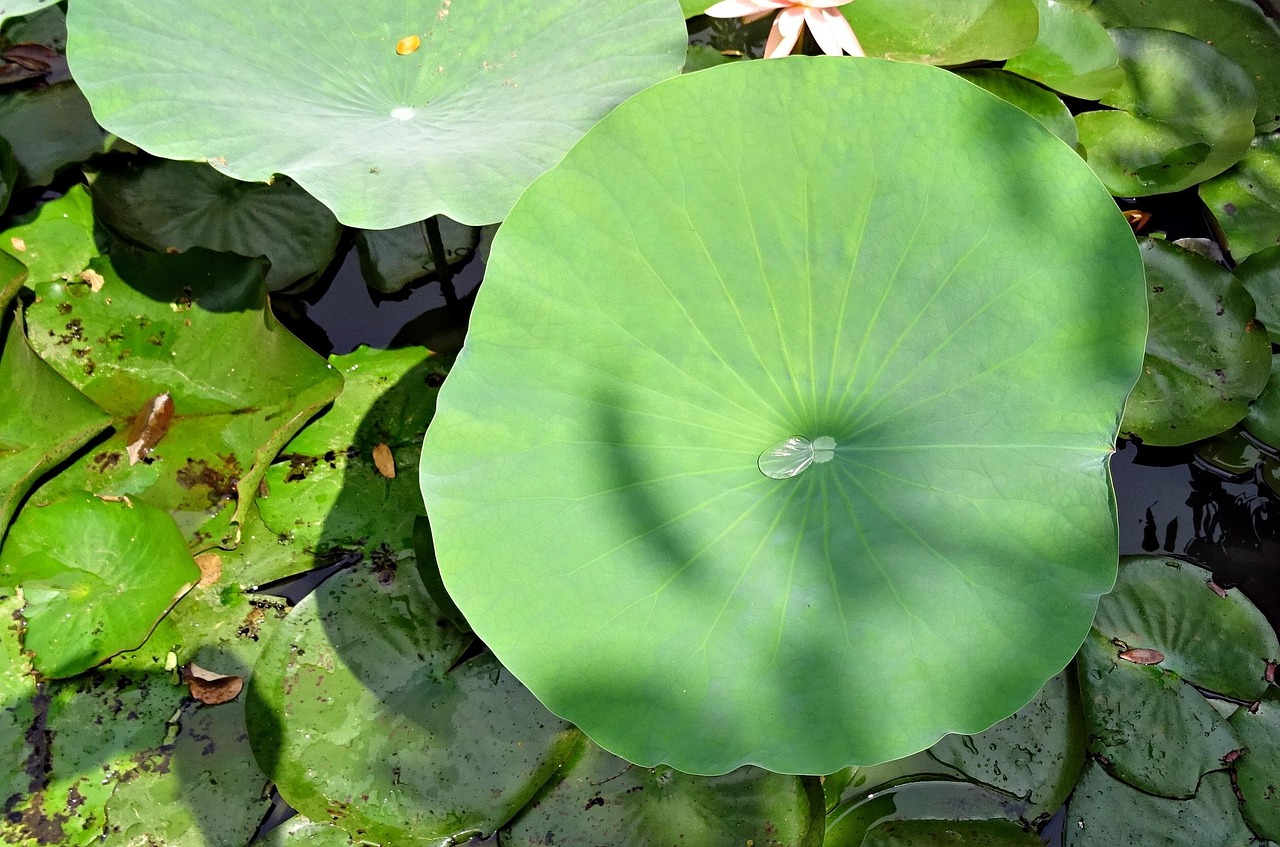 Lotus Feuille Tampon - Photo gratuite sur Pixabay - Pixabay