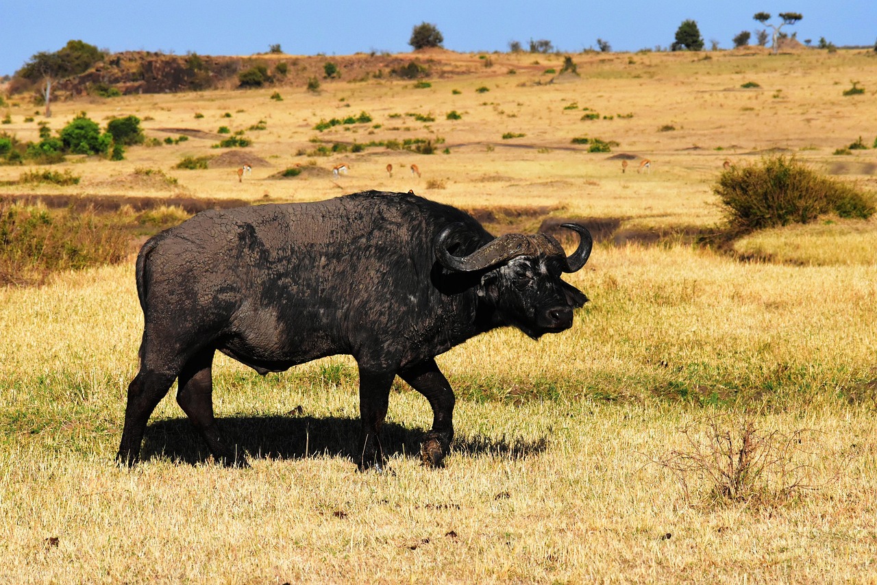 Wildbull Wildlife Africa - Free photo on Pixabay
