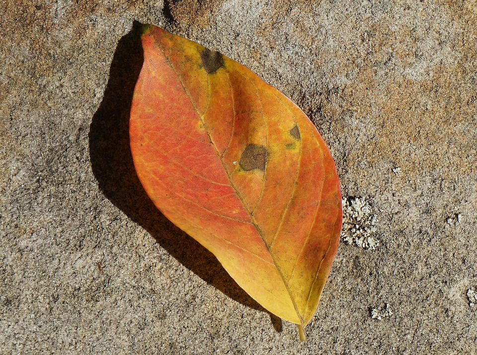 Folha De Laranja Na Parede - Foto gratuita no Pixabay - Pixabay