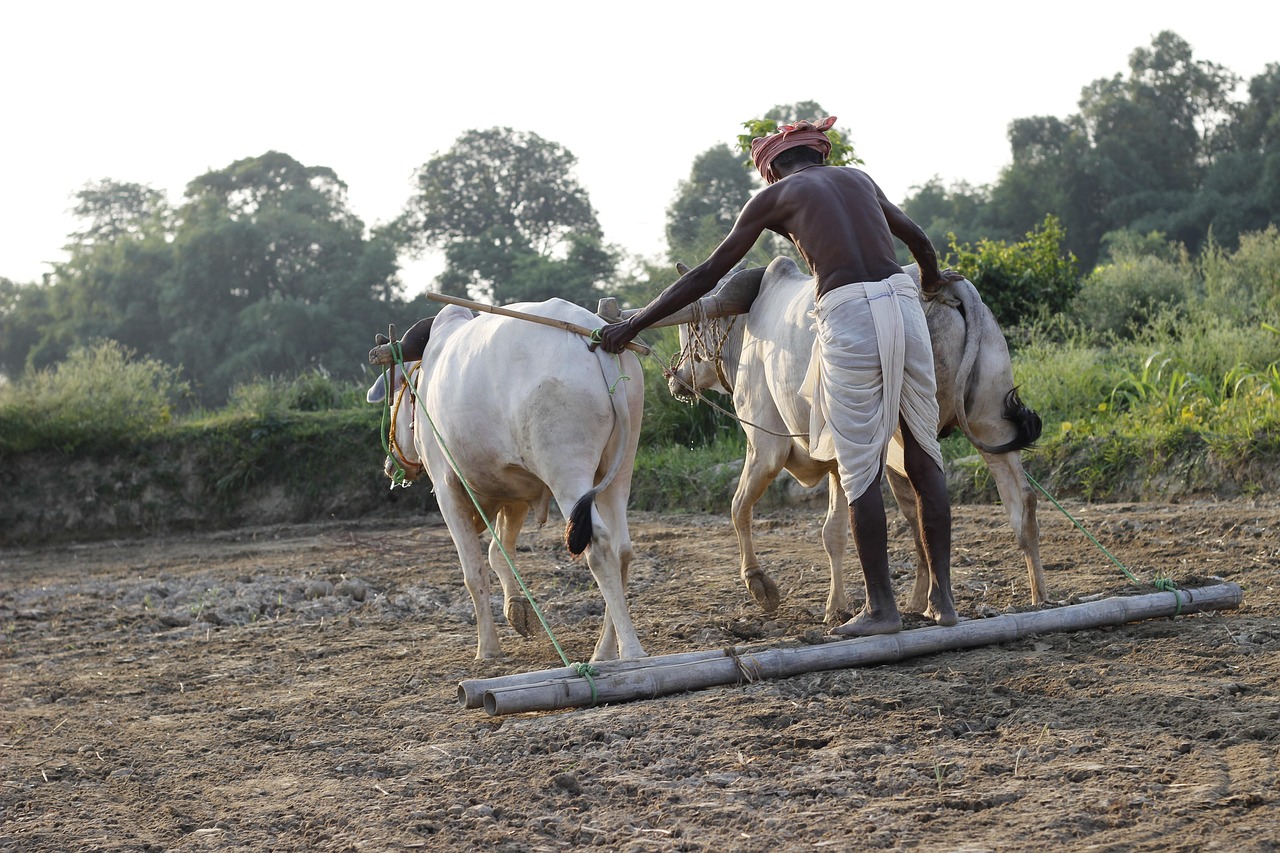 Plough Animal India - Free photo on Pixabay - Pixabay