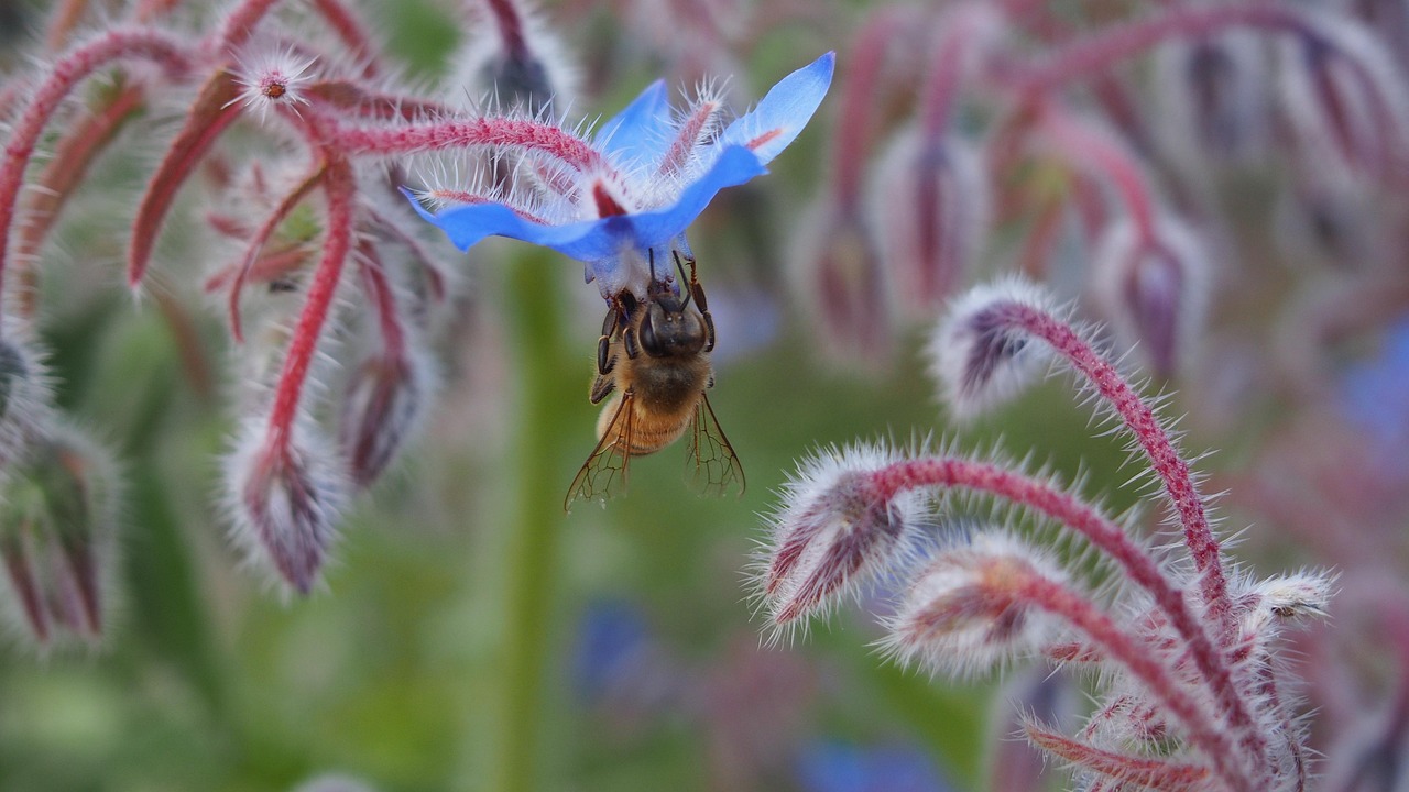 Fleur Abeille Butiner - Photo gratuite sur Pixabay - Pixabay