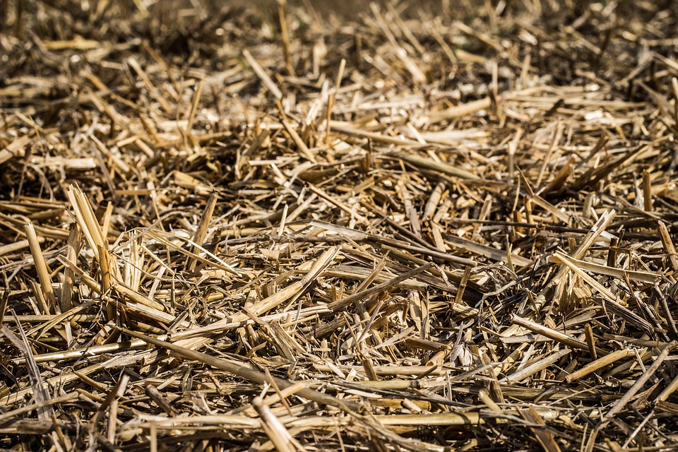 Straw - Free photo on Pixabay