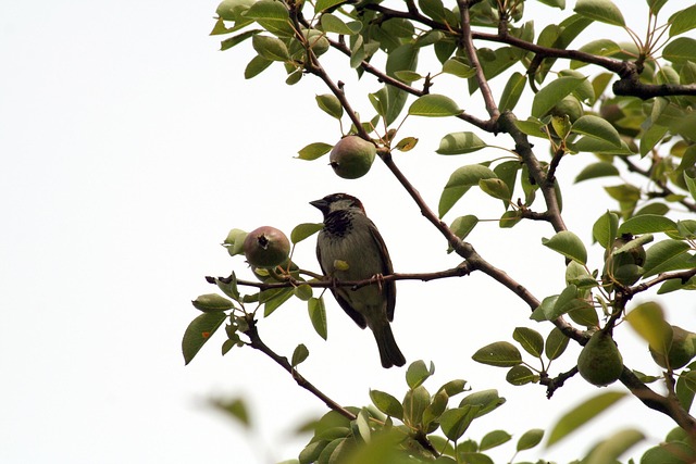 Bird Nature Plumage - Free photo on Pixabay