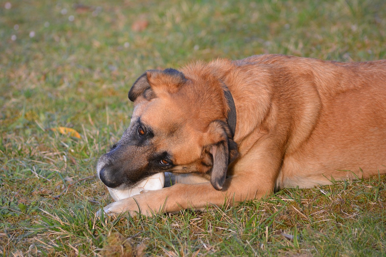 Cão Jogo Animal - Foto gratuita no Pixabay - Pixabay