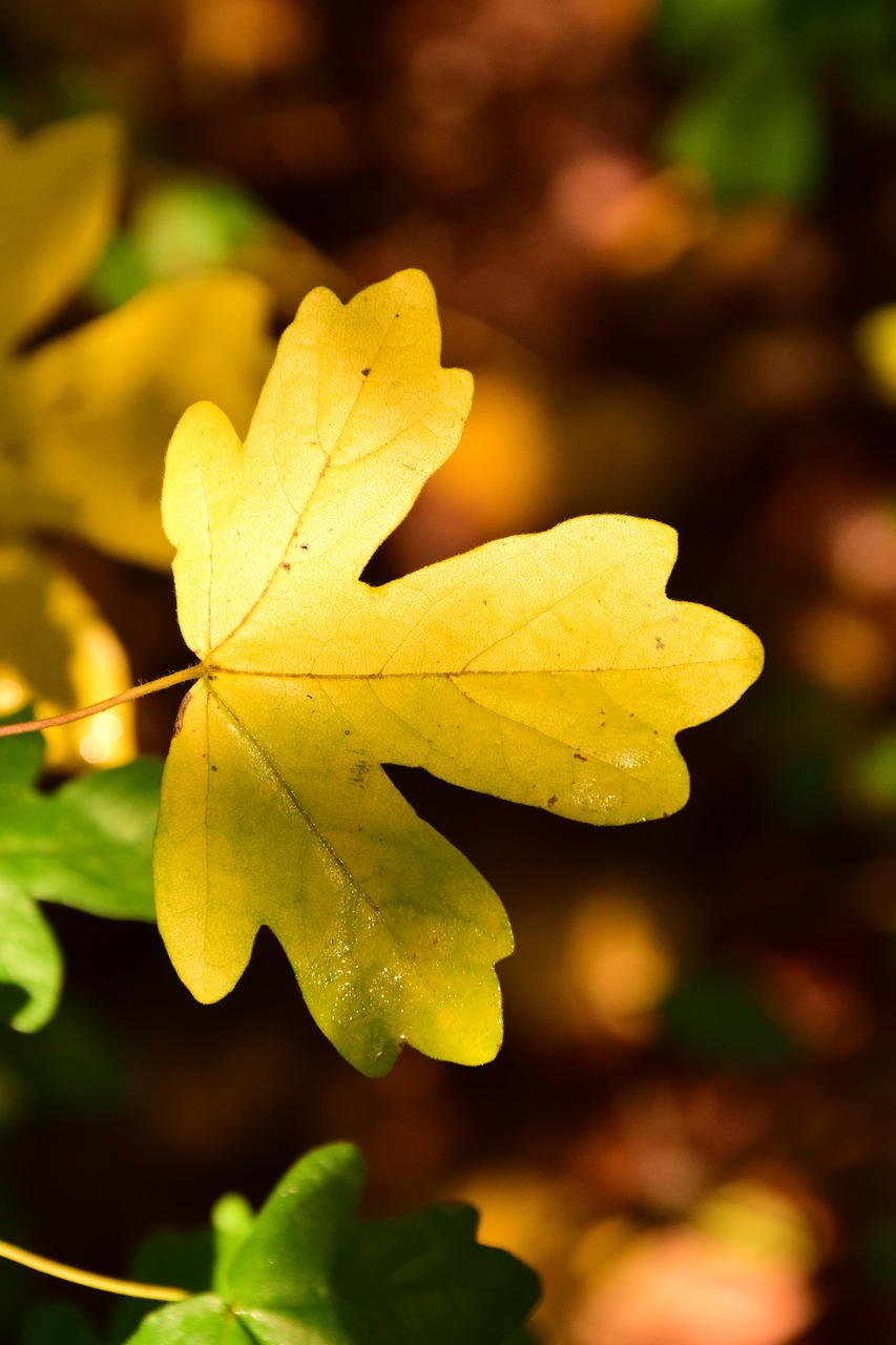 Fall Autumn Leaves - Free photo on Pixabay