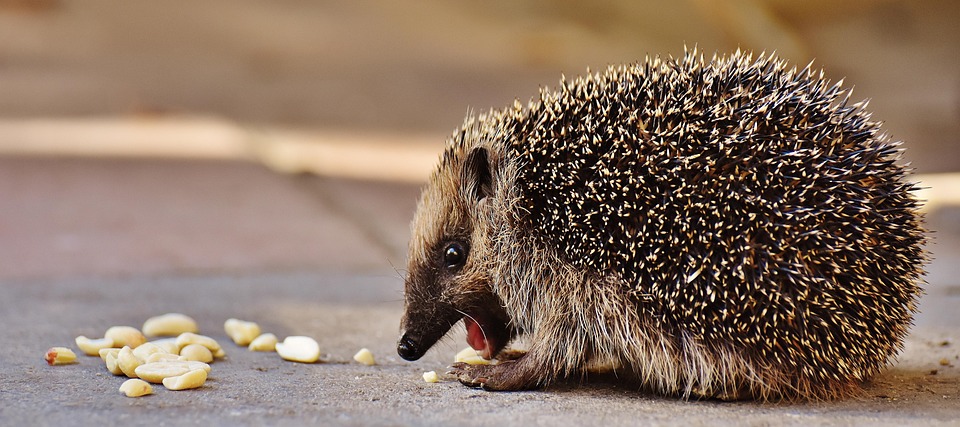 Hedgehog Child Young - Free photo on Pixabay - Pixabay