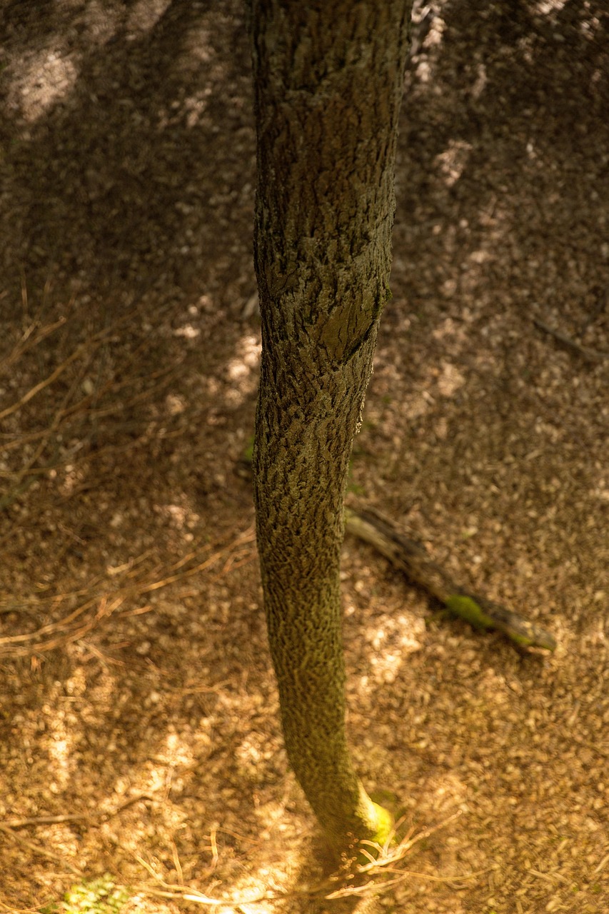 Tree Tribe Trunk - Free photo on Pixabay