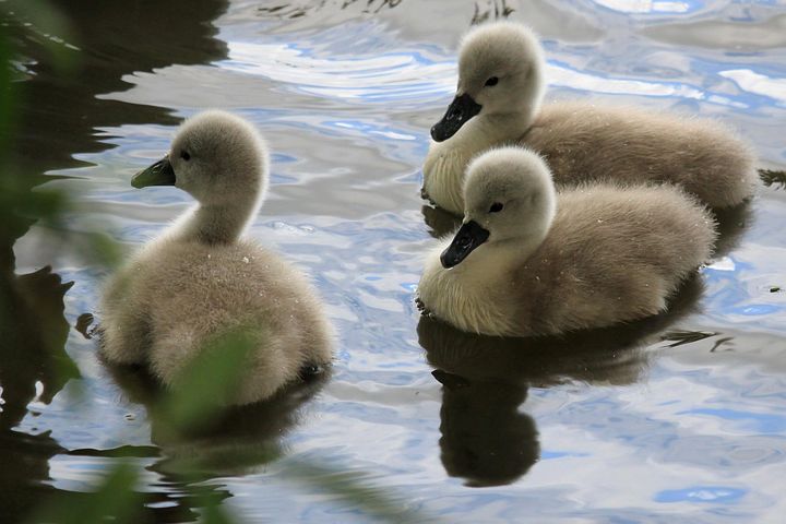 100+ Free Swan Baby & Swan Photos - Pixabay