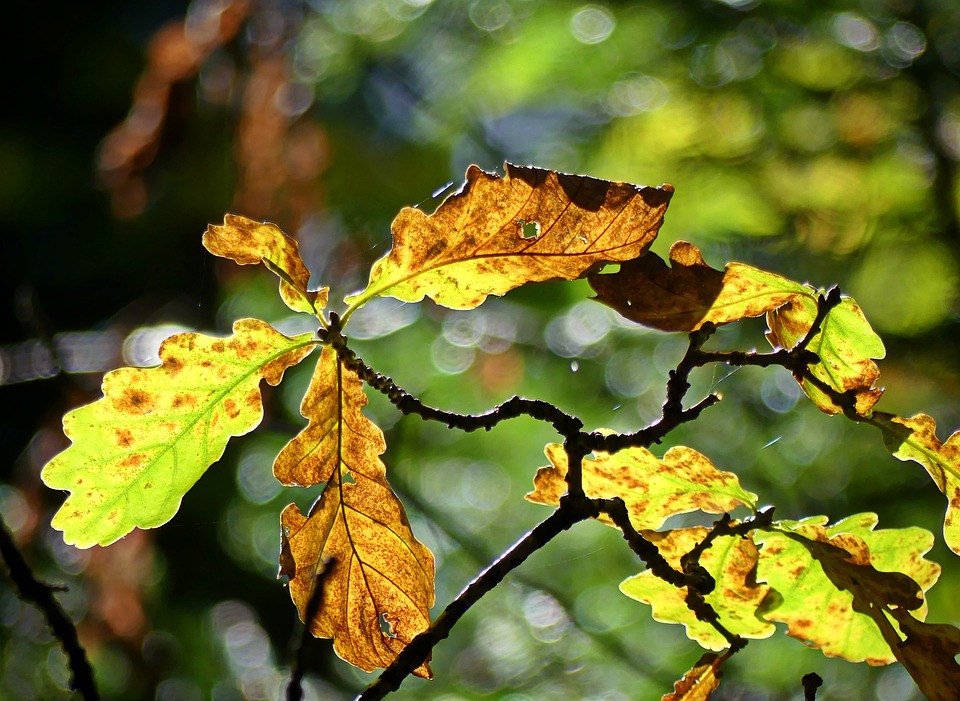 Oak Leaves Fall Autumn - Free photo on Pixabay - Pixabay