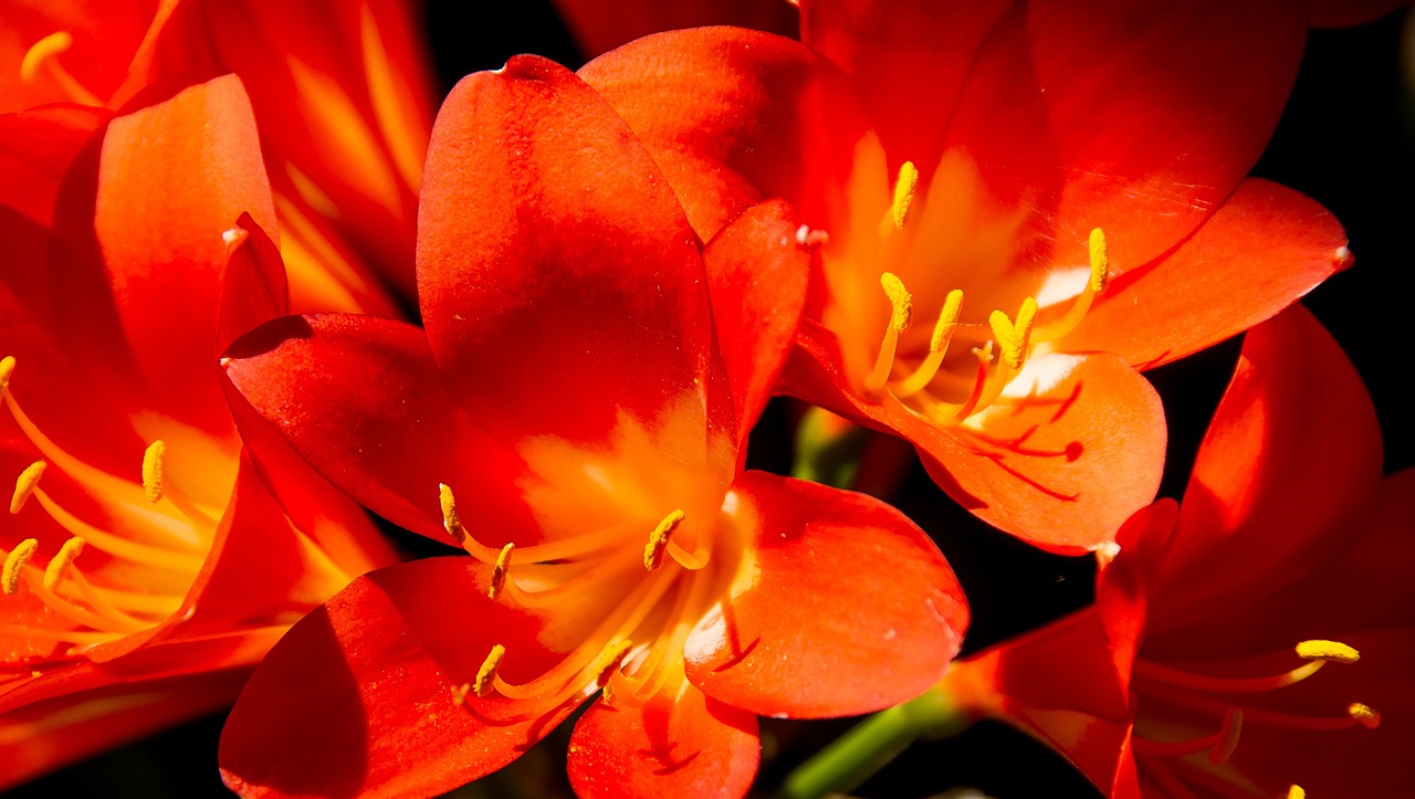 600+ Free Clivia Rình Rập & Rap Images - Pixabay