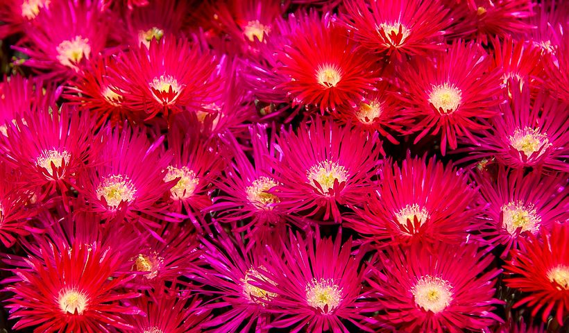 200+ Free Australian Flowers & Australian Images