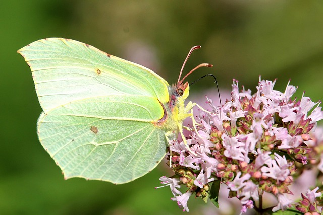 Blüten Insekt Falter - Kostenloses Foto auf Pixabay