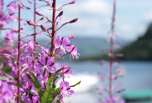 Lila Flowers Lake - Free photo on Pixabay