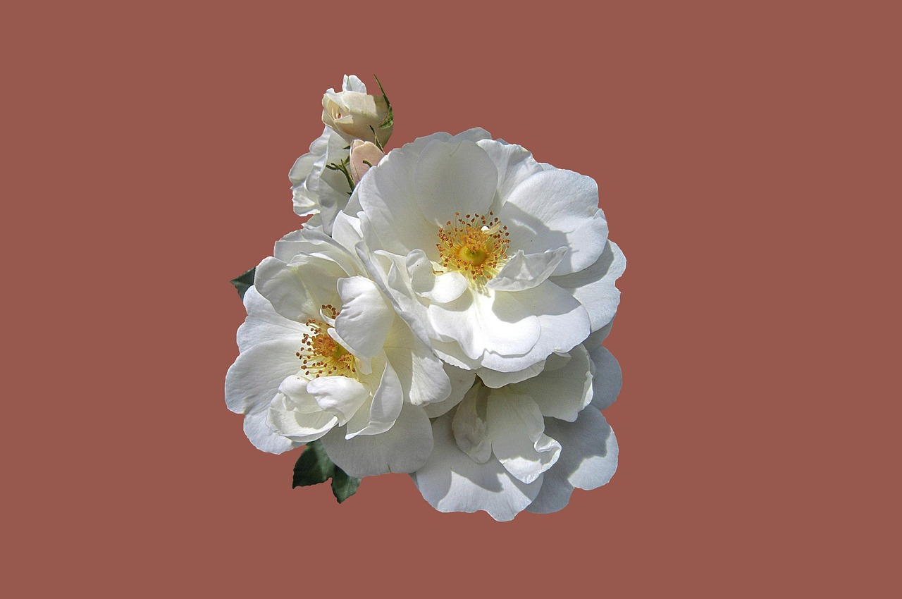 70,000+ Free Rose Border & Border Images - Pixabay