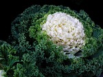 3 Cabbage field Synonyms. Similar words for Cabbage field.