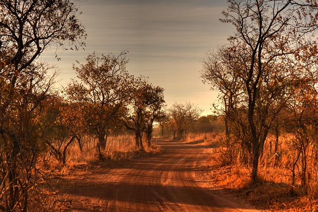 Paysage Afrique Faune Route De - Photo gratuite sur Pixabay