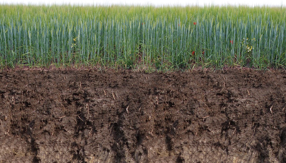 Barley Ground Cut Photomontage - Free photo on Pixabay - Pixabay