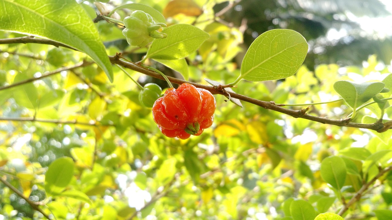 Cereza Fruta Cerezo - Foto gratis en Pixabay - Pixabay