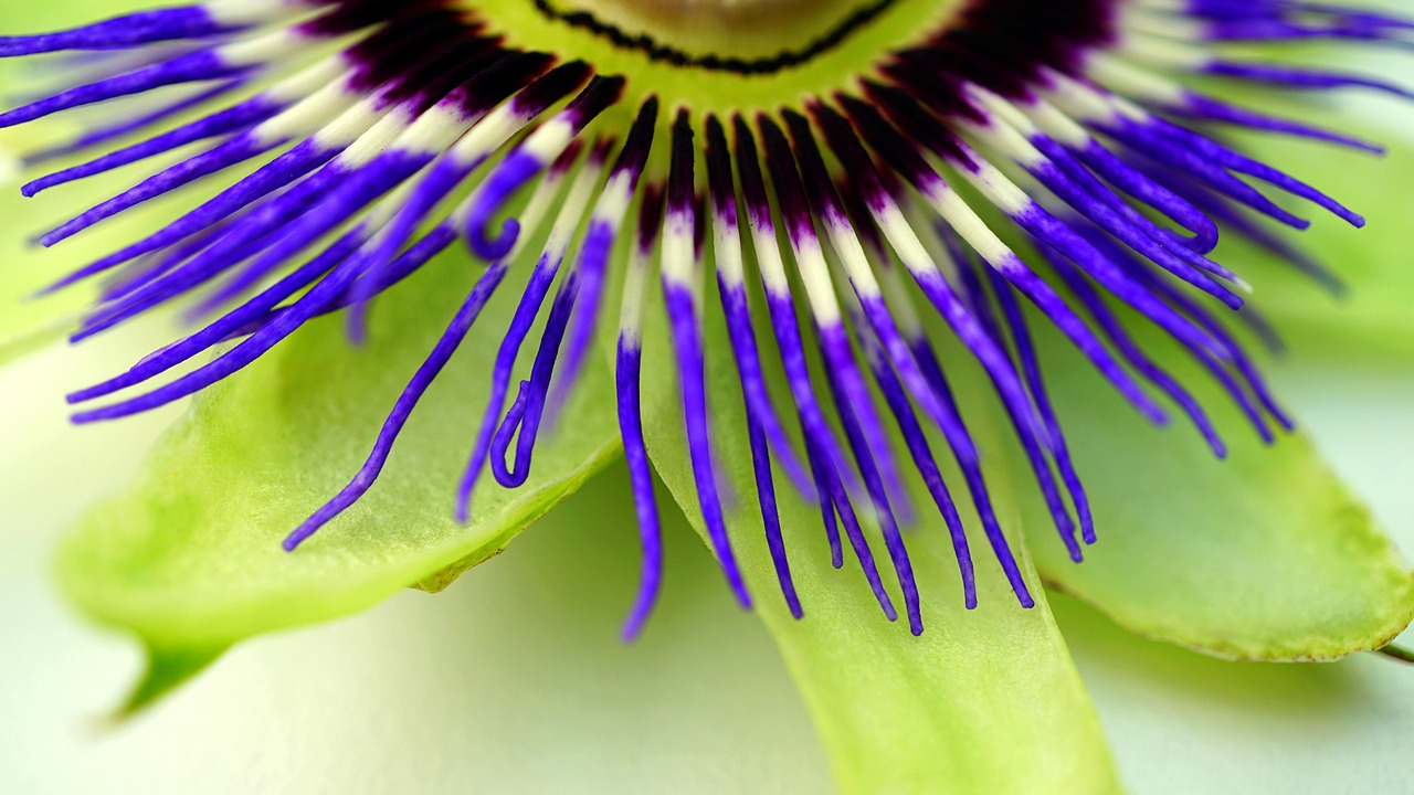 Plantes Fleur Nature - Photo gratuite sur Pixabay - Pixabay