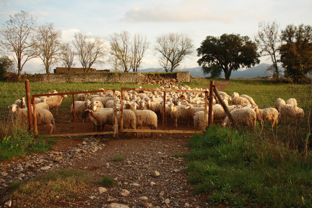 La Nature Mouton Flock - Photo gratuite sur Pixabay - Pixabay