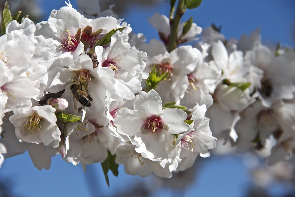 Flor Almendro Primavera De - Foto gratis en Pixabay - Pixabay
