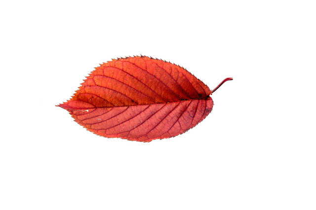 30,000+ Free Leaves Transparent & Nature Images - Pixabay