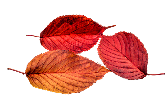 30,000+ Free Transparent Leaves & Nature Images - Pixabay