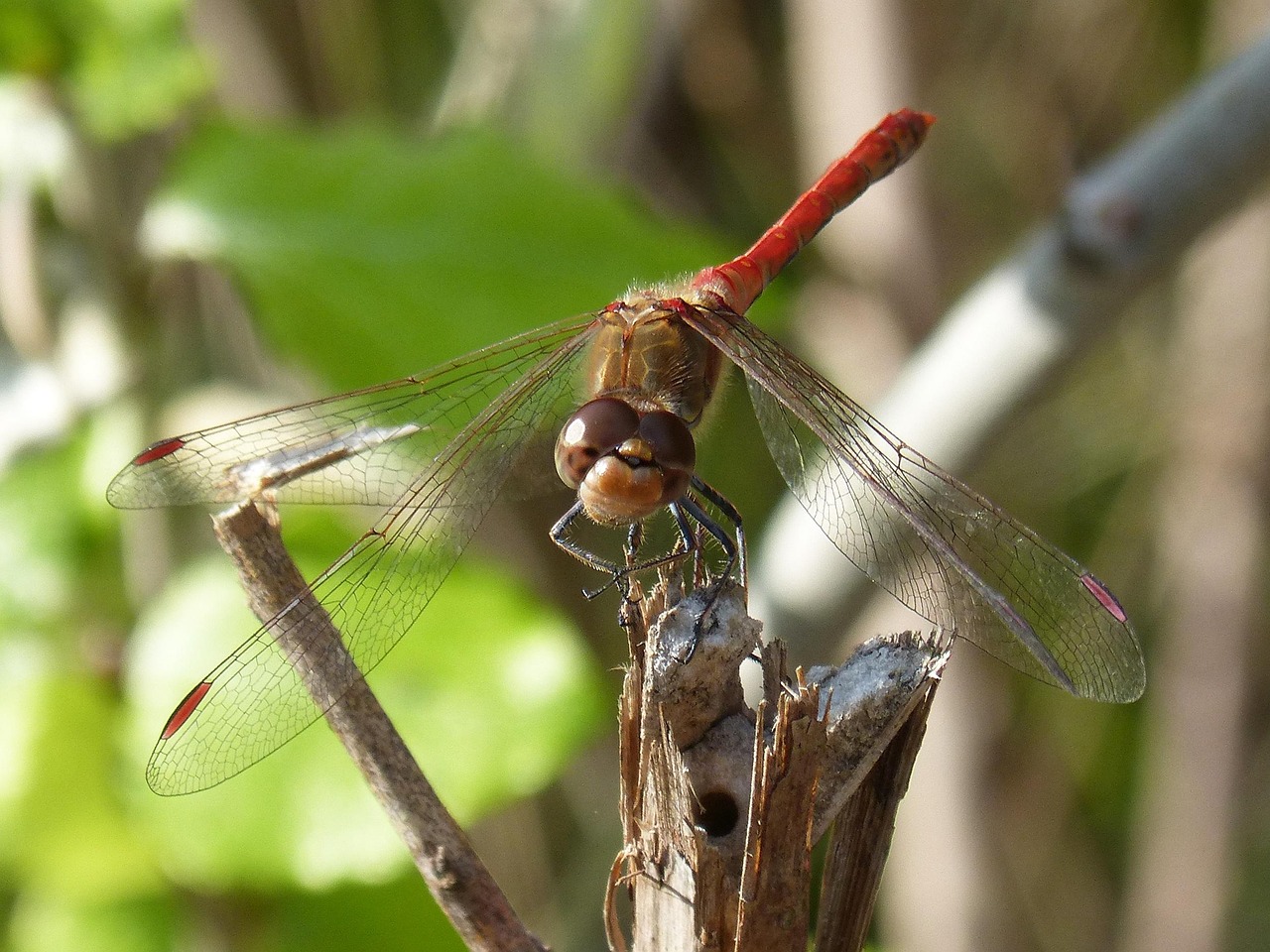 Libélula Roja Rama - Foto gratis en Pixabay - Pixabay