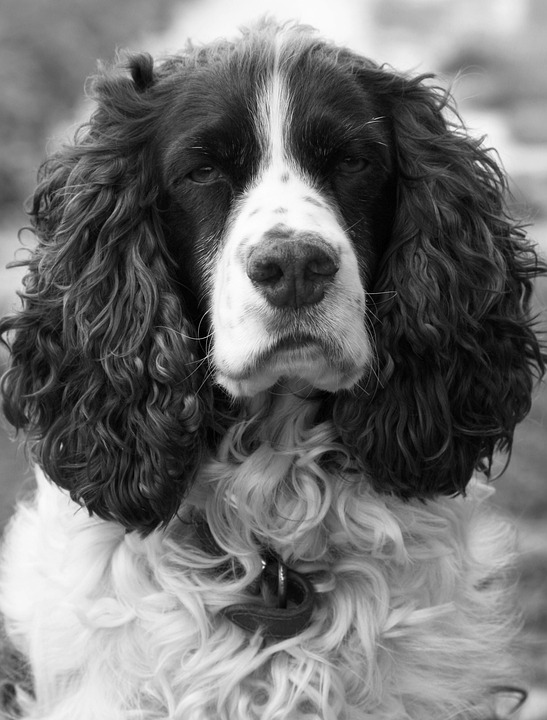 Dog Spaniel Springer - Free photo on Pixabay - Pixabay
