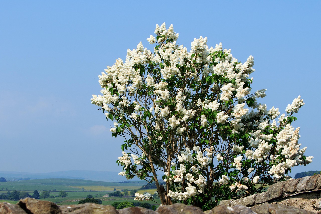 Arbre Lilas Fleurs - Photo gratuite sur Pixabay - Pixabay