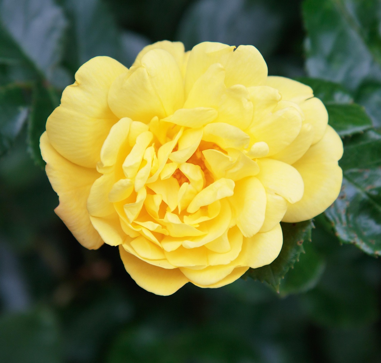 Mawar Kuning Bunga - Foto gratis di Pixabay - Pixabay