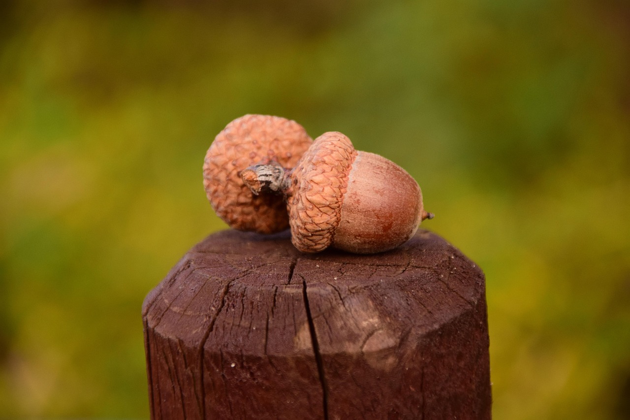 Glands Fermer Magnifique La - Photo gratuite sur Pixabay - Pixabay