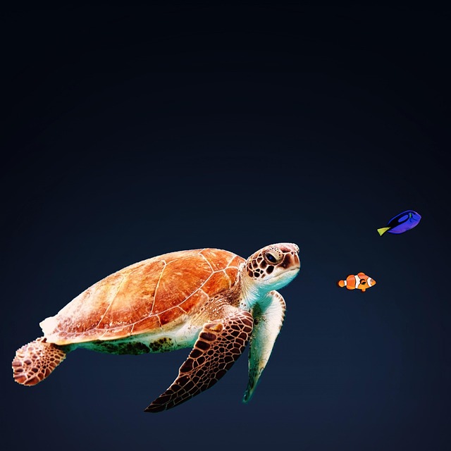 Marine Life Ocean Sea - Free photo on Pixabay - Pixabay