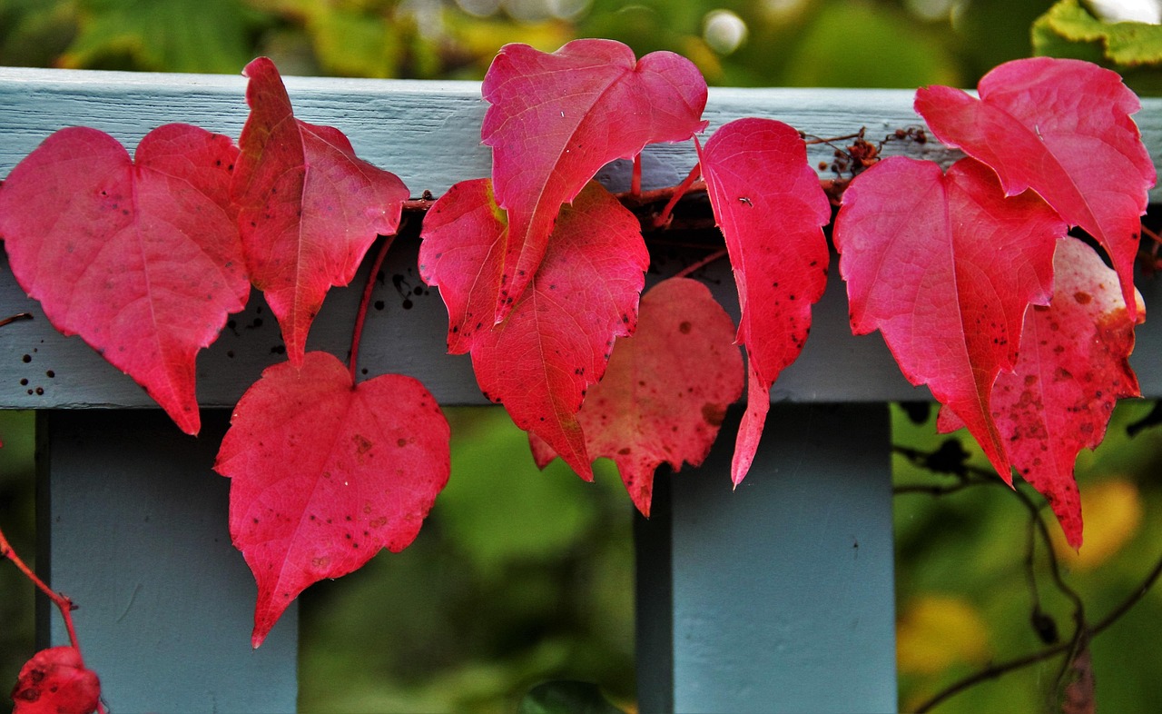 Reddish Autumn Leaves Wild Wine - Free photo on Pixabay - Pixabay