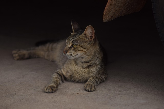 Gato Echado Bajo Auto - Foto gratis en Pixabay - Pixabay