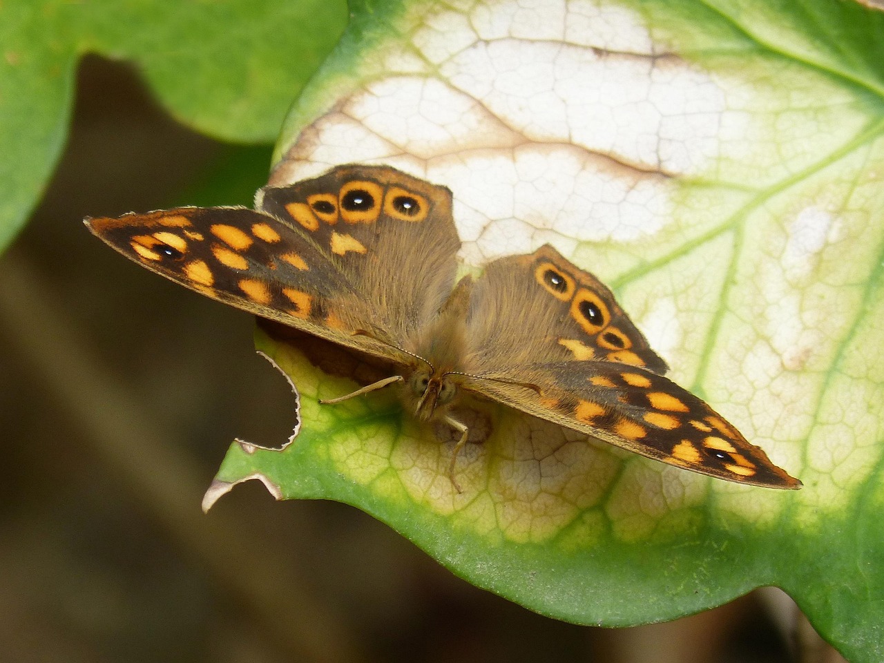 Butterfly Hopper Margenera - Free photo on Pixabay - Pixabay