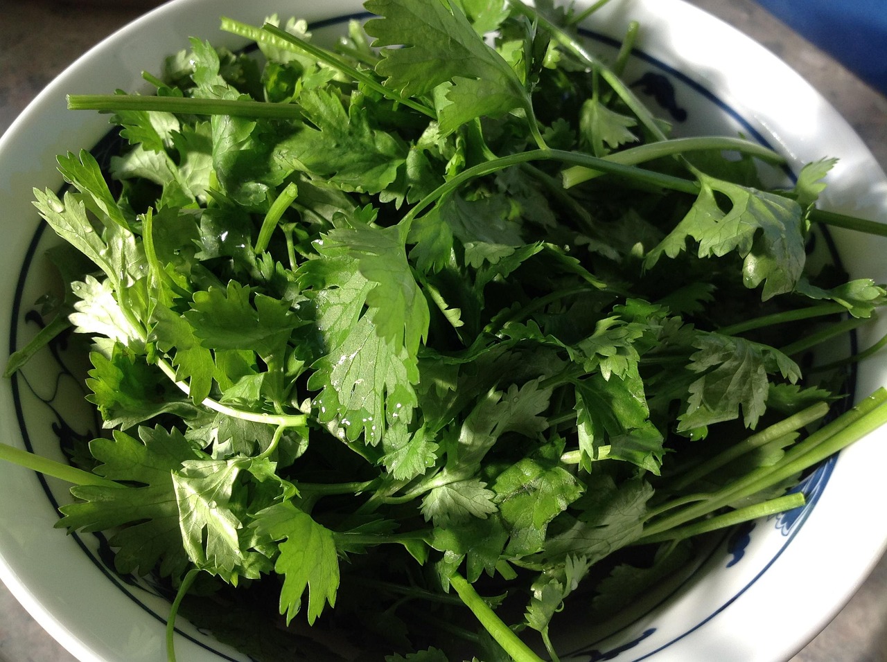 Learn to Grow Cilantro with Charlie Nardozzi