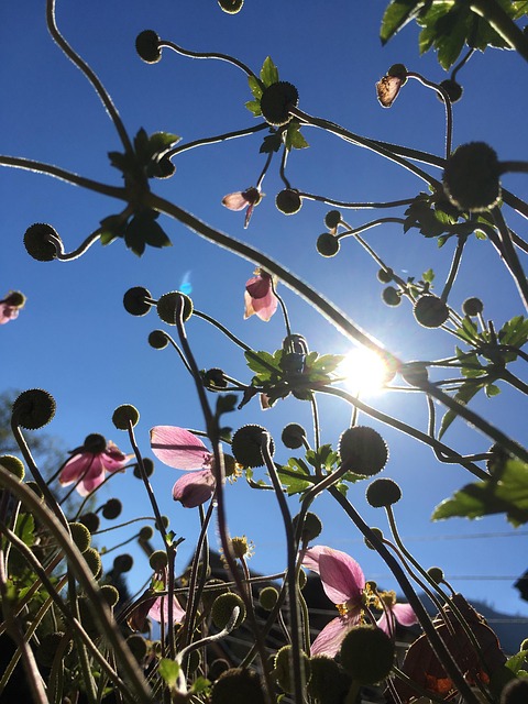 Fleurs Automne Mauve Soleil - Photo gratuite sur Pixabay - Pixabay