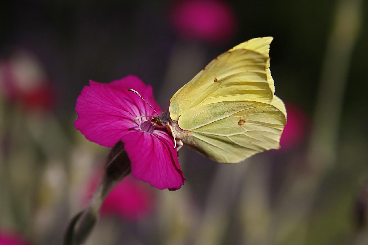 Gonepteryx Rhamni Papillon Nectar - Photo gratuite sur Pixabay - Pixabay