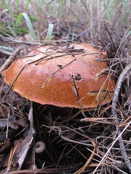 超过 50 张关于“Needle Mushroom”和“蘑菇”的免费图片