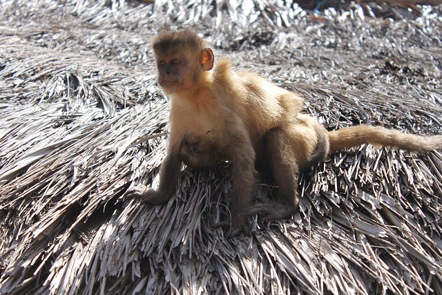 Animals Nature Monkeys Common - Free photo on Pixabay