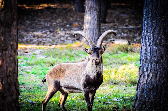 Cabra Parque Natural Sierra - Foto gratis en Pixabay - Pixabay