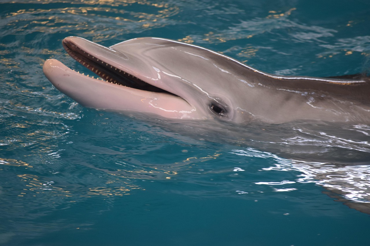 Dolphin Mammals Intelligent - Free photo on Pixabay