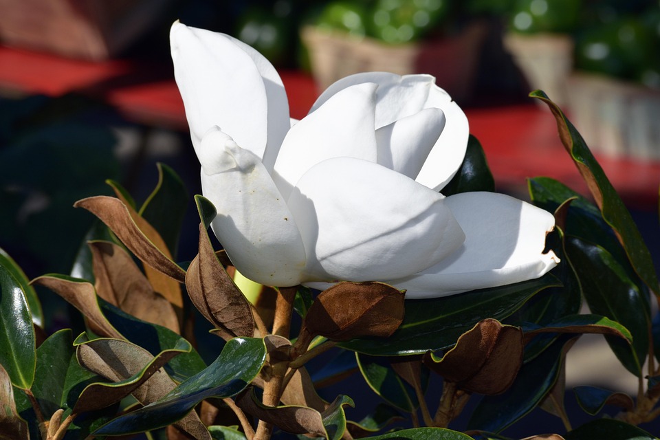 Magnolienblüte Baum Pflanze - Kostenloses Foto auf Pixabay - Pixabay